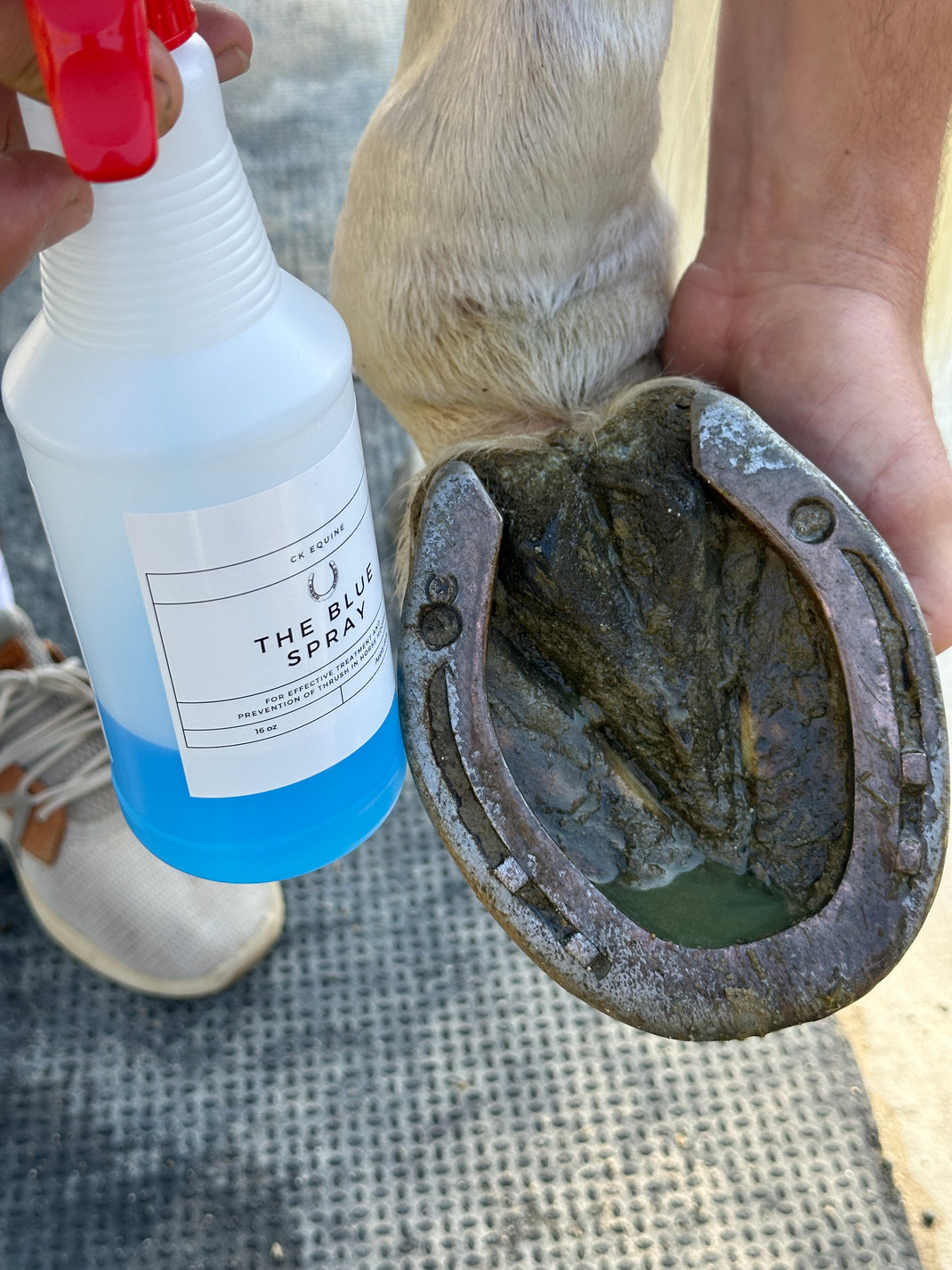 Thrush Treatment & Prevention for Horse Hooves – The Blue Spray
