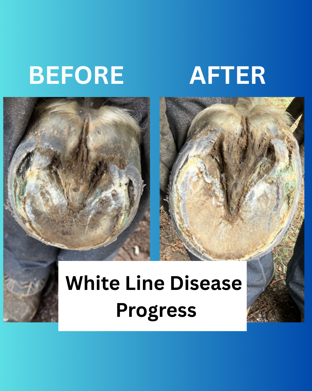 The Blue Hoof Bundle – Complete Horse Thrush Treatment System | The ...